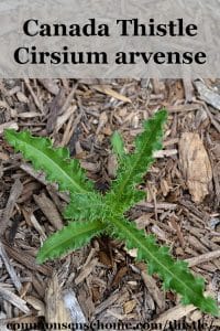 Canada and Bull Thistle - Edible from Bud to Root