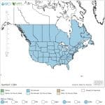 Chicory - Prebiotic, Coffee Substitute, Health Tonic