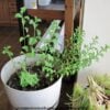 Stevia Plant – How to Grow It and How to Use It for Extract and More