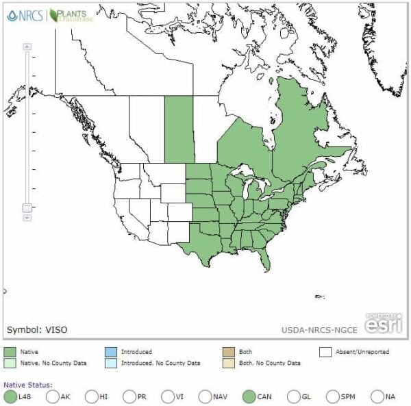 Common Blue Violet - Identification, Use, Folklore