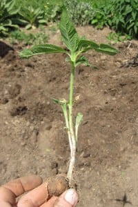 Before You Plant Sunchokes, You Need to Read This Post
