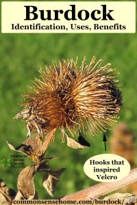 Burdock - Identification, Benefits, Uses for Food and Medicine