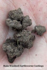 Vermicomposting - How to Start an Earthworm Bin for Composting