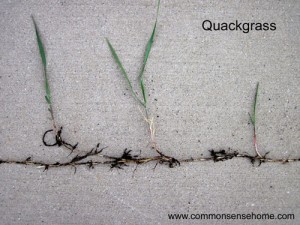 Quackgrass - Weekly Weeder #41