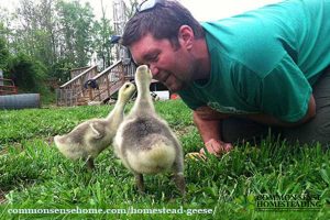 Homestead Geese - Homestead Protectors and Weed Eaters