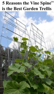 5 Reasons the Vine Spine is the Best Garden Trellis