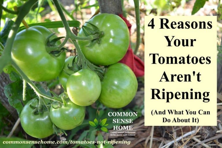 4 Reasons Your Tomatoes Are Not Ripening + How You Can Help