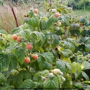 How to Grow Raspberries - Planting, Care and Harvest