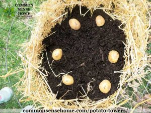 Potato Towers - Best Varieties to Grow and Other Tips for Success