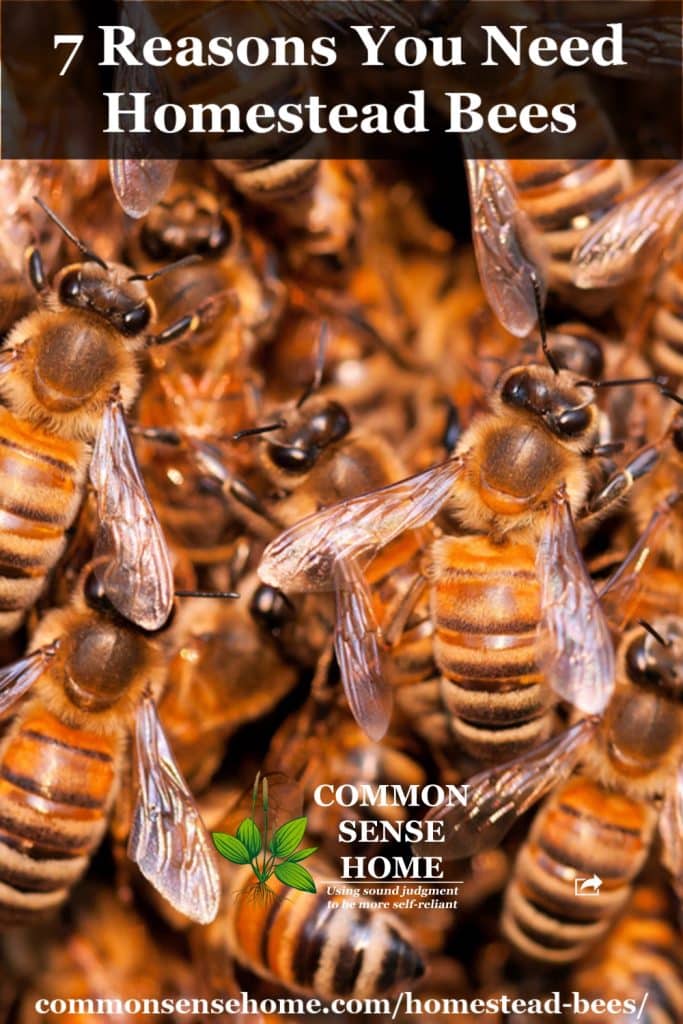 7 Reasons You Need Homestead Bees for Self-Reliance