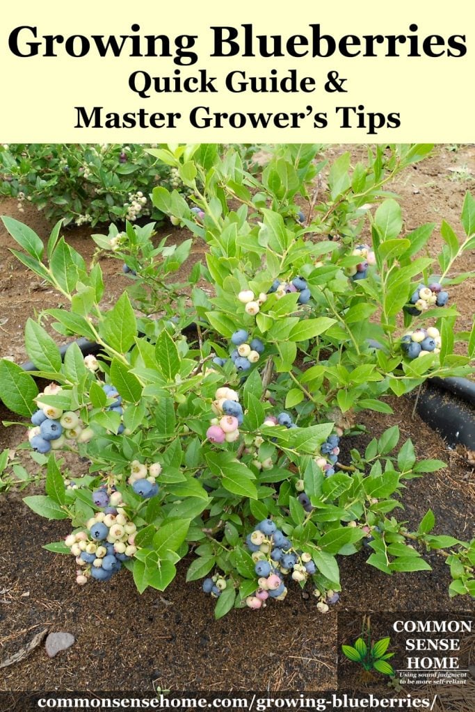 Growing Blueberries - Best Tips for the Home Garden