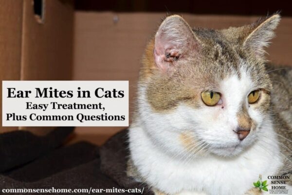 Ear Mites in Cats - Easy Treatment, Plus Common Questions