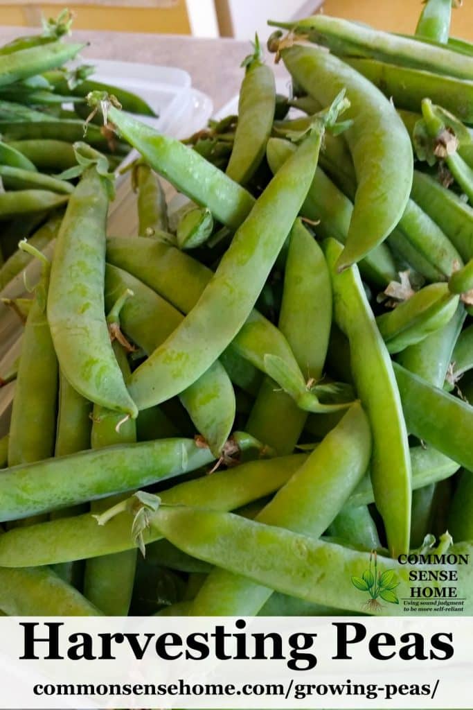 Growing Peas - From Planting to Harvest, What You Need to Know