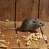How to Get Rid of Mice and Keep Them Out!