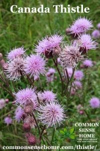 Canada and Bull Thistle - Edible from Bud to Root