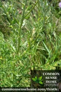 Canada and Bull Thistle - Edible from Bud to Root