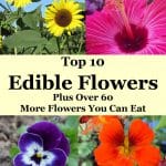 Edible Flowers List with Flower Names and Pictures