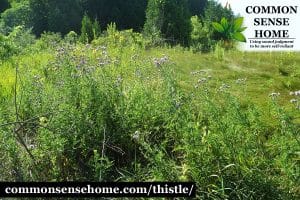 Canada and Bull Thistle - Edible from Bud to Root