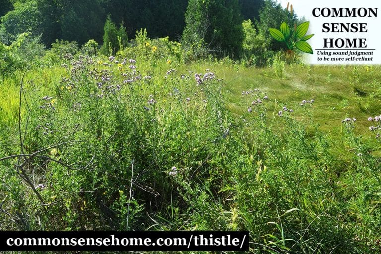 Canada and Bull Thistle - Edible from Bud to Root