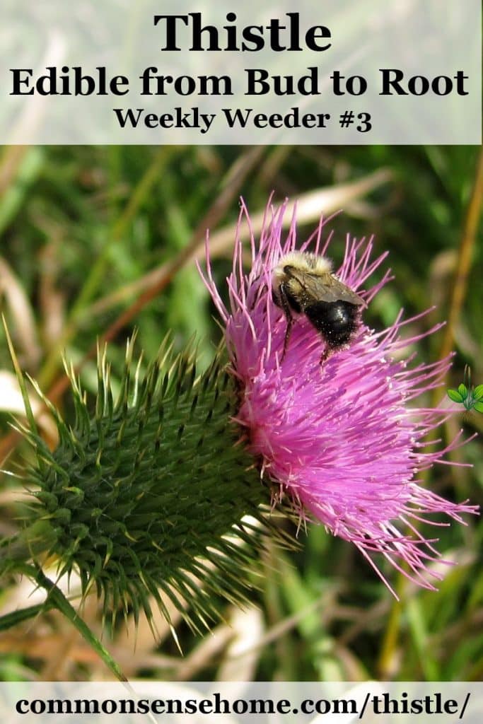 Canada and Bull Thistle - Edible from Bud to Root