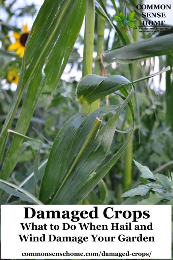 Damaged Crops - What to Do When Hail and Wind Damage Your Garden