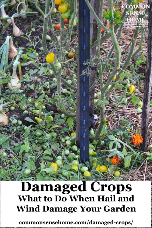 Damaged Crops - What to Do When Hail and Wind Damage Your Garden