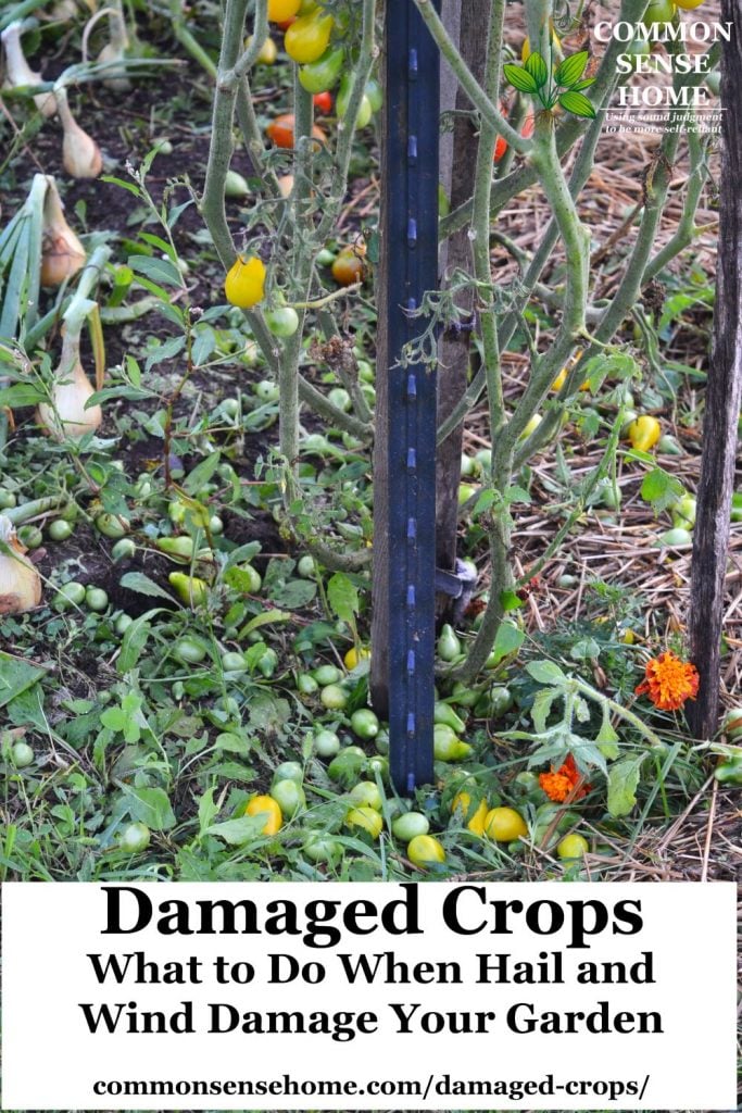 Damaged Crops - What to Do When Hail and Wind Damage Your Garden