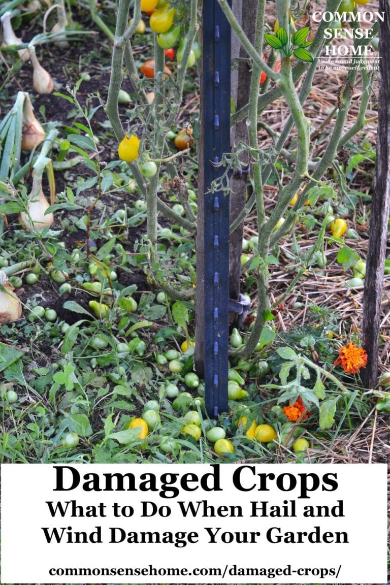 Damaged Crops - What to Do When Hail and Wind Damage Your Garden