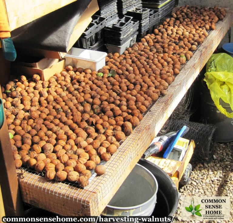 Harvesting Walnuts - How to Pick & Store Walnuts for Freshness
