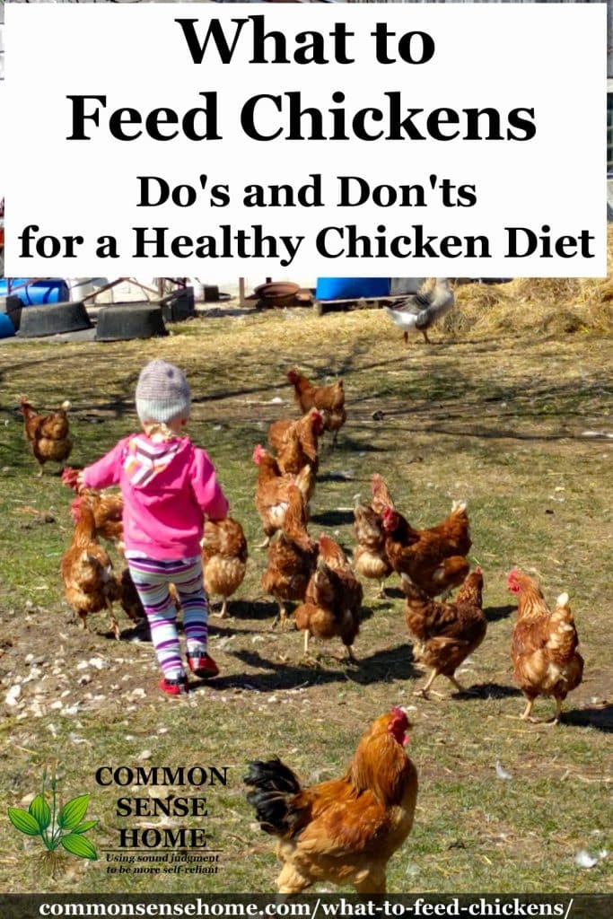 What to Feed Chickens - Safe Foods for Chickens