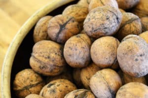 Harvesting Walnuts - The Right Way to Pick & Store Walnuts for Freshness