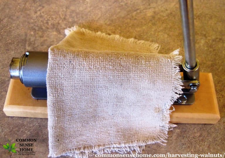 Harvesting Walnuts - How to Pick & Store Walnuts for Freshness