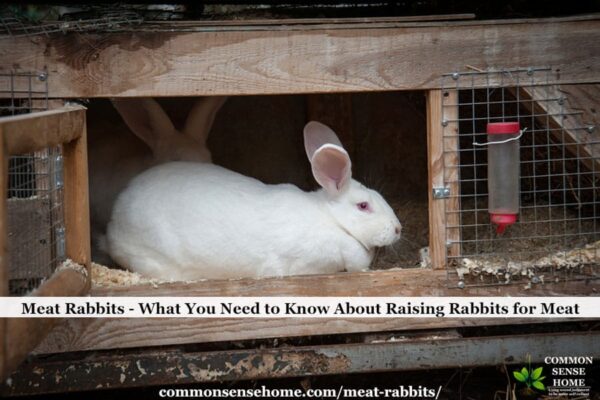 Meat Rabbits - What You Need to Know About Raising Rabbits for Meat