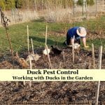 Duck Pest Control - Working with Ducks in the Garden