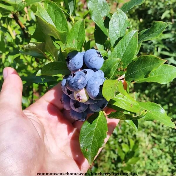 Blueberry Netting Tips - Protect Blueberries from Birds (& Deer)