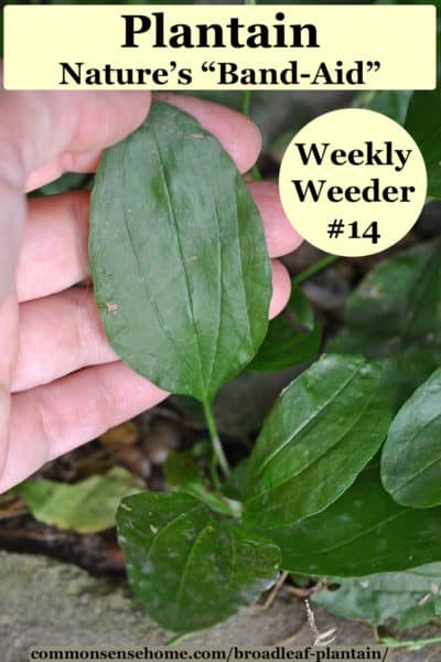 Broadleaf Plantain – The “Weed” You Won’t Want to Be Without