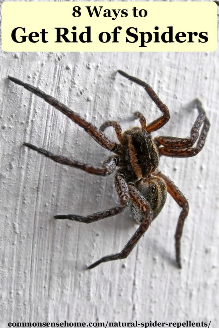 Natural Spider Repellents - 8 Ways to Get Rid of Spiders