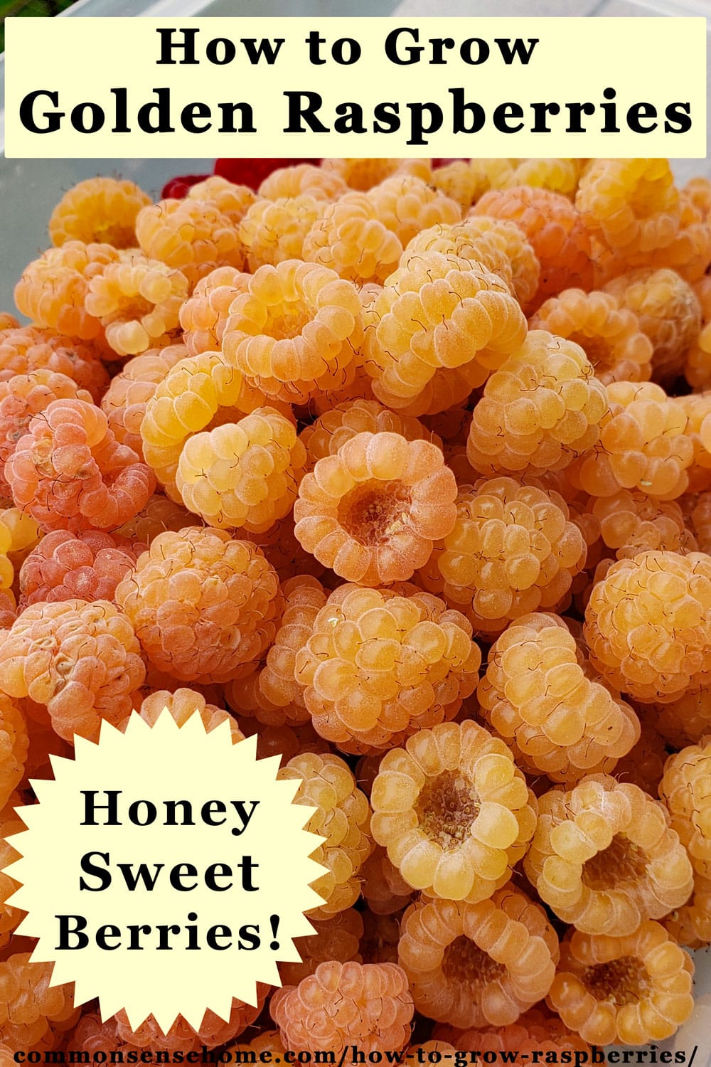 How to Grow Raspberries - Planting, Care and Harvest