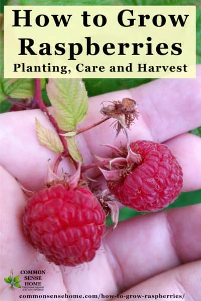 How to Grow Raspberries - Planting, Care and Harvest