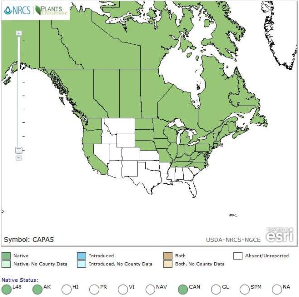 Marsh Marigold (Caltha palustris) - Identification and Use