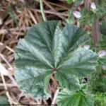 Common Mallow - Nutrient Dense and Pain Relieving