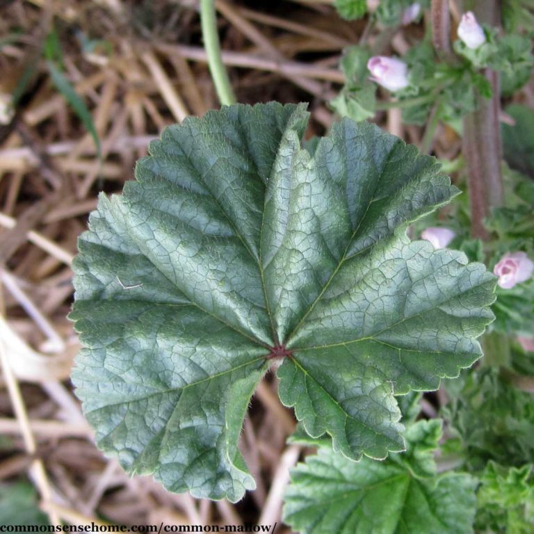 Common Mallow - Nutrient Dense and Pain Relieving