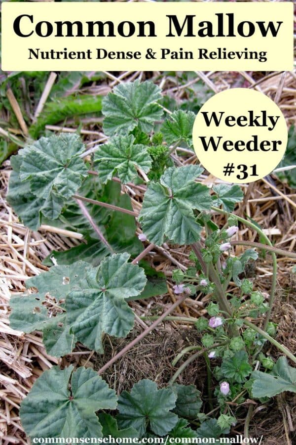 Common Mallow - Nutrient Dense and Pain Relieving