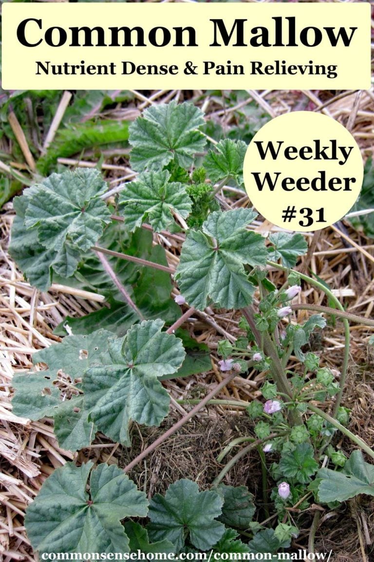 Common Mallow - Nutrient Dense and Pain Relieving