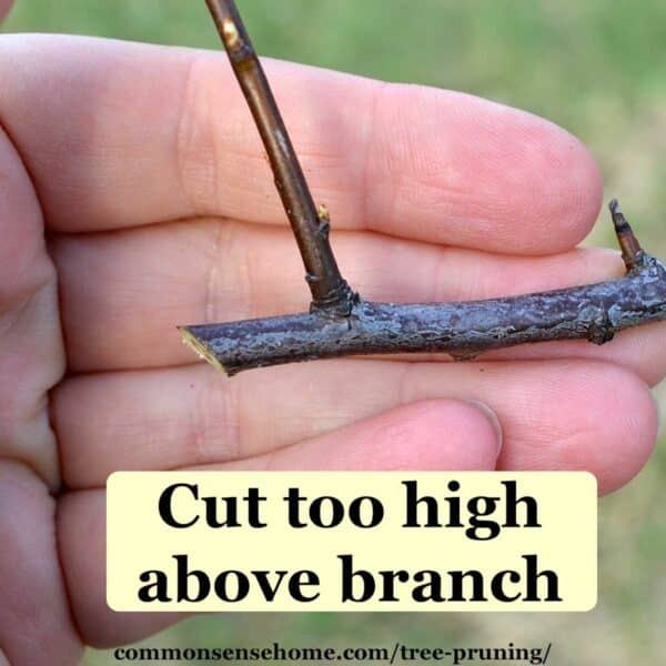 Tree Pruning - Easy Tips for Beginners (We can help!)