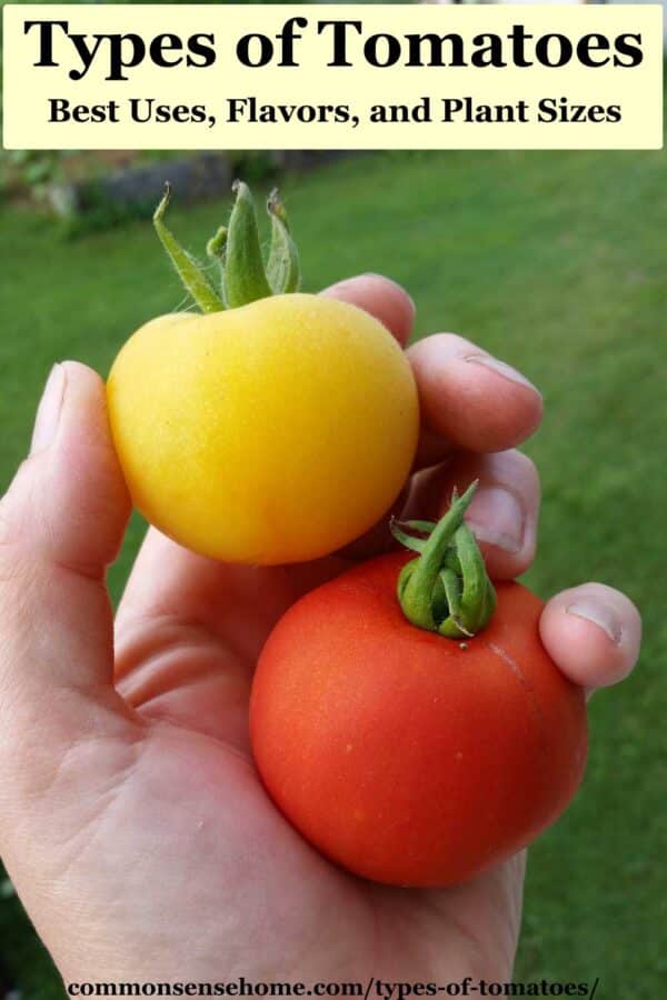 Types of Tomatoes (Best Uses, Flavors, and Plant Sizes)