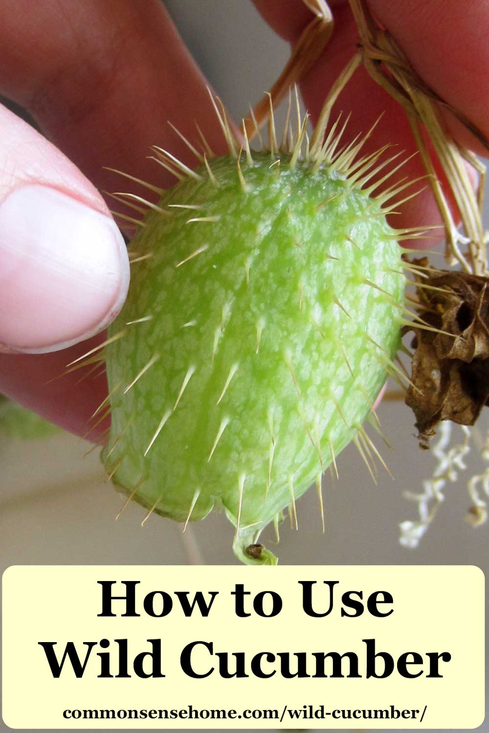 Wild Cucumber - (Echinocystis lobata) - Good or Bad?