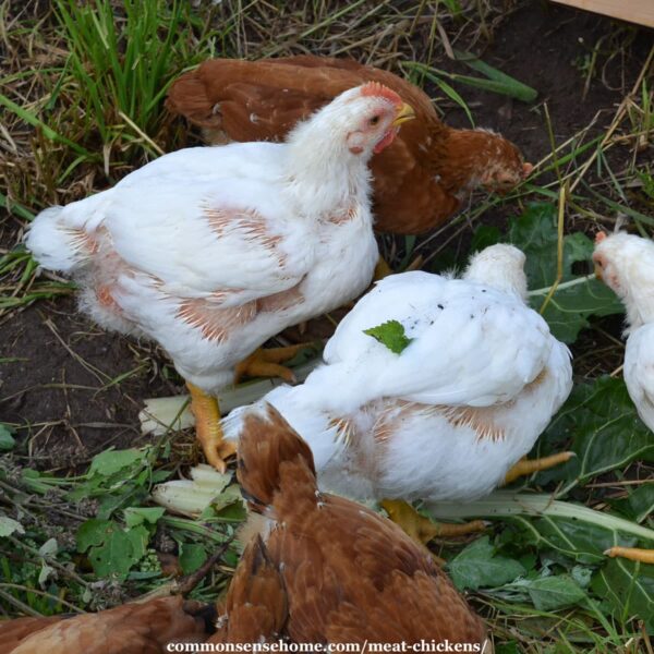 Meat Chickens - Best Breeds, Care and Troubleshooting Tips