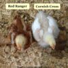 Meat Chickens - Best Breeds, Care and Troubleshooting Tips