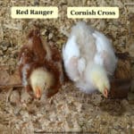 Meat Chickens - Best Breeds, Care and Troubleshooting Tips